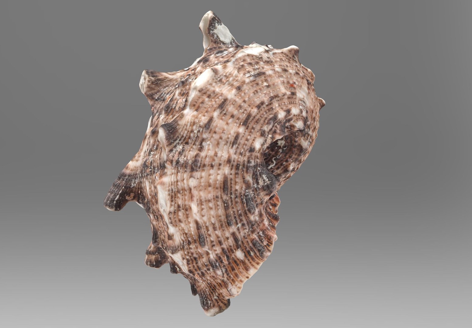 Sea Shell 3D Model - TurboSquid 1960048