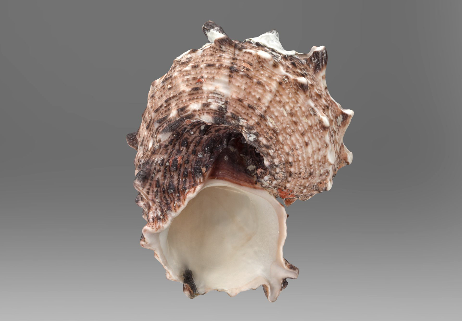 Sea Shell 3D Model - TurboSquid 1960048