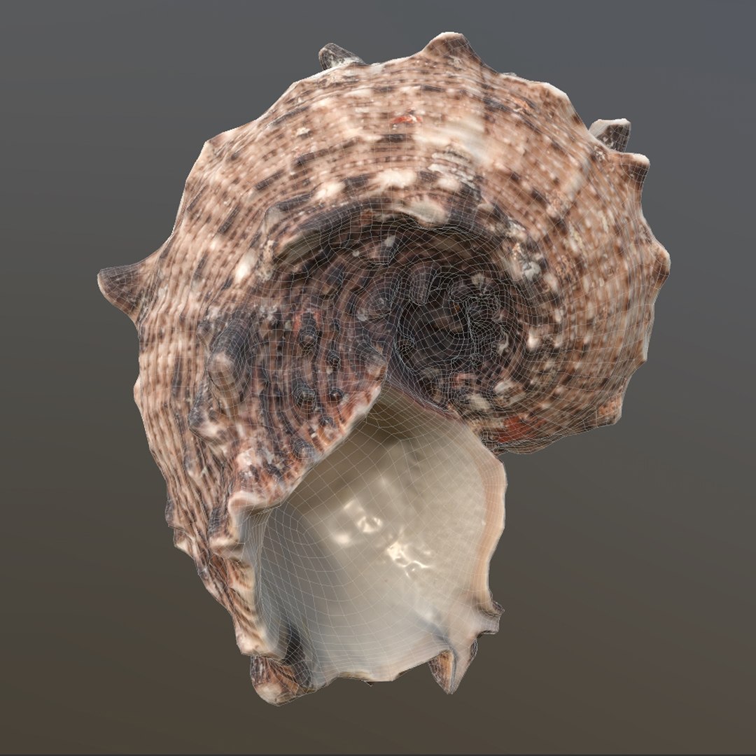 Sea Shell 3D Model - TurboSquid 1960048