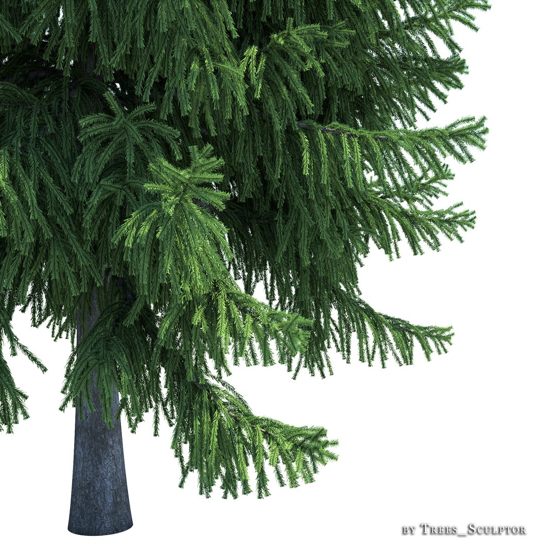 3d Model Of Fir-tree Tree