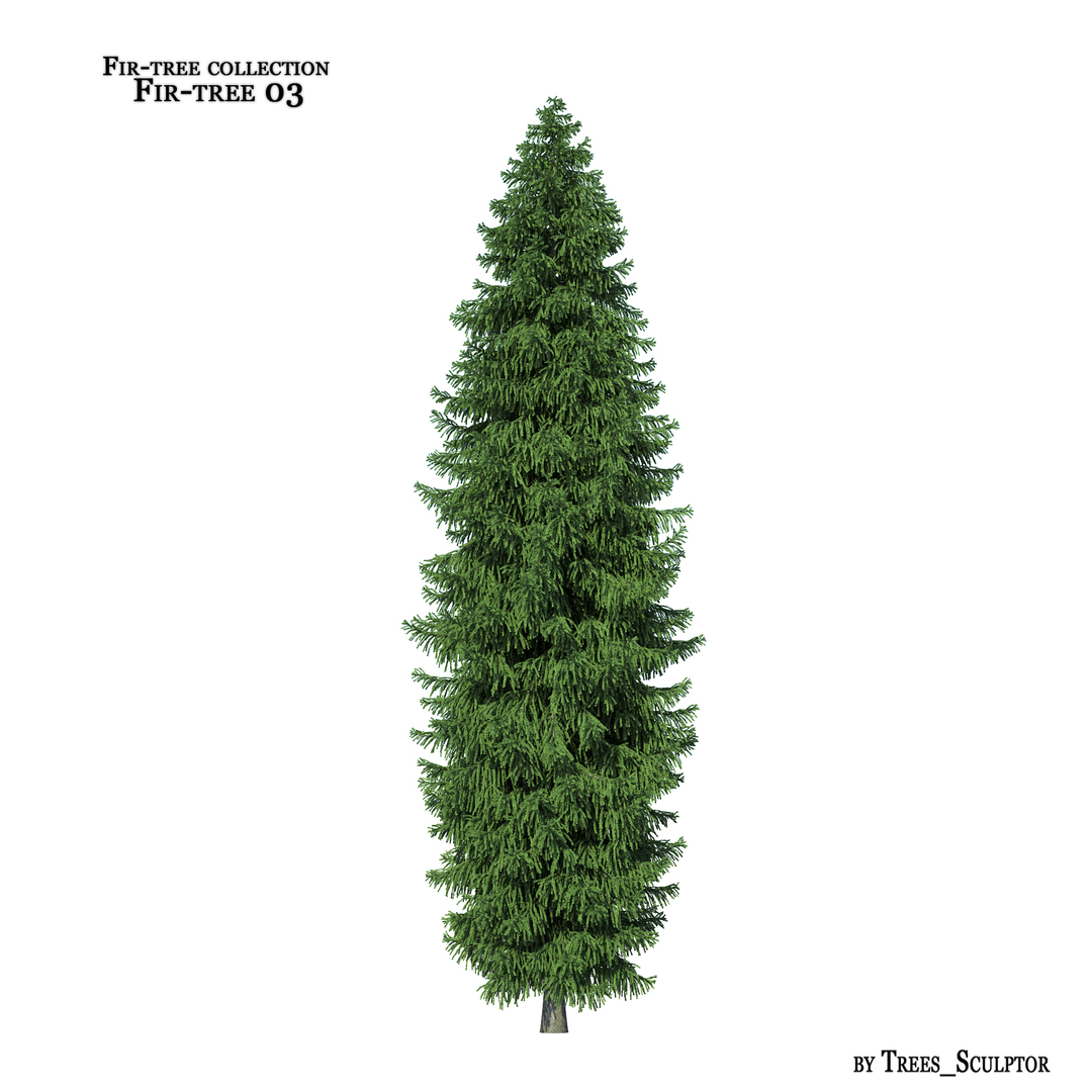 3d model of fir-tree tree
