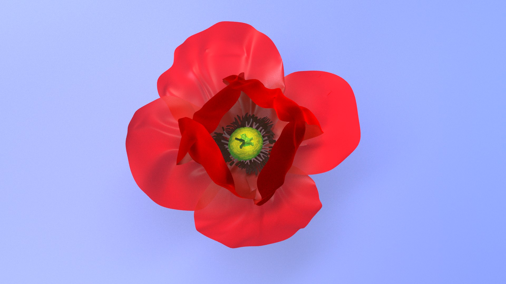 Poppy plants flowers 3D model - TurboSquid 1681592