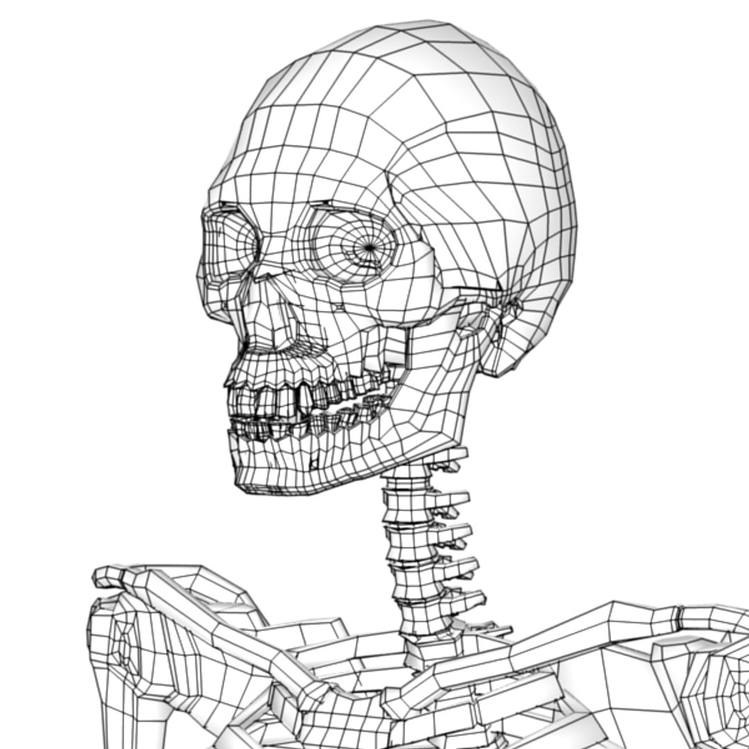 female skeleton 3d model