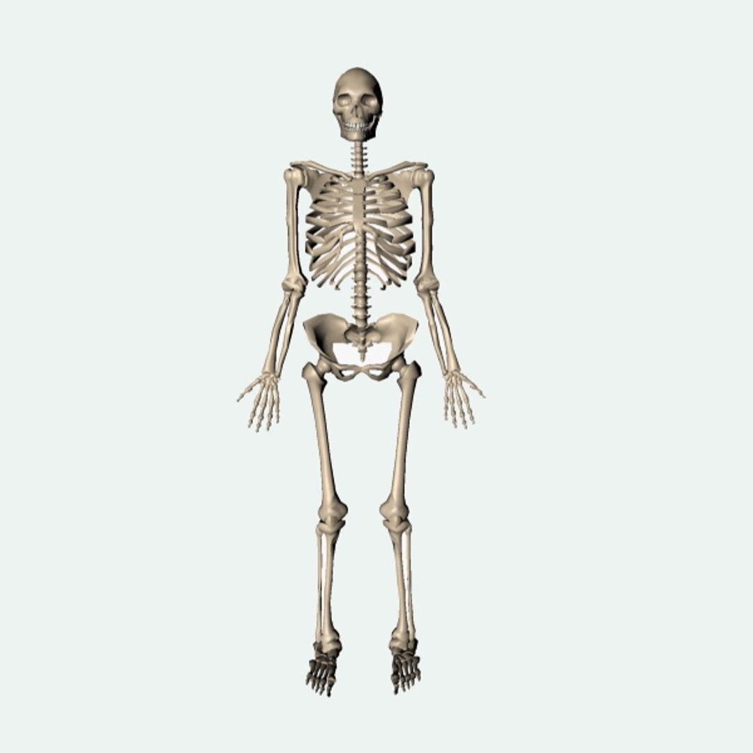female skeleton 3d model