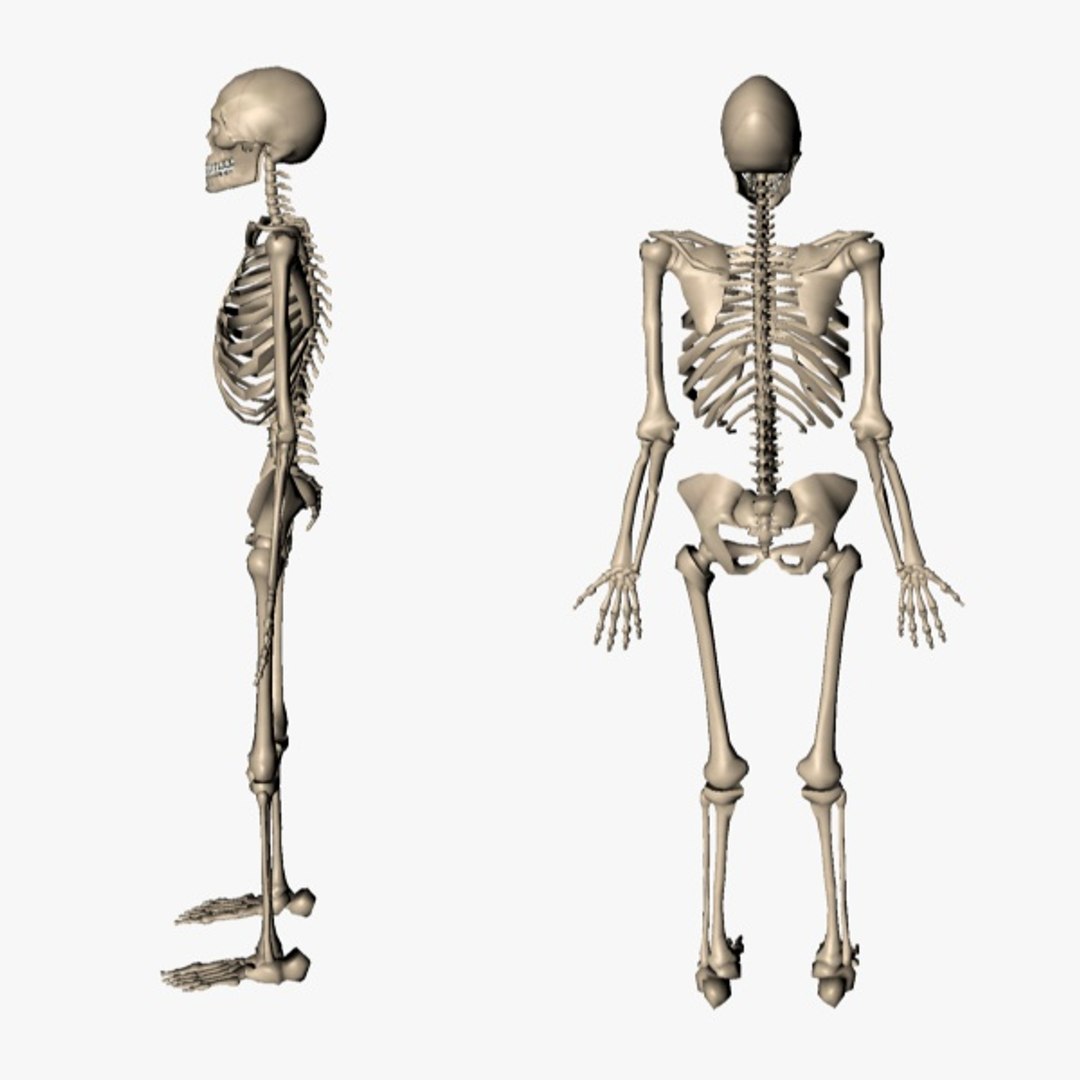 female skeleton 3d model