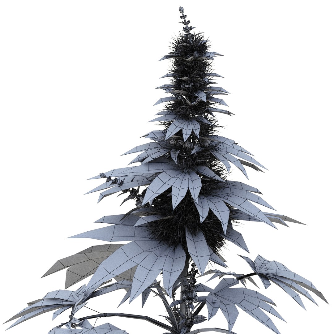 3D YOUNG CANNABIS INDICA MARIHUANA - TurboSquid 1858547