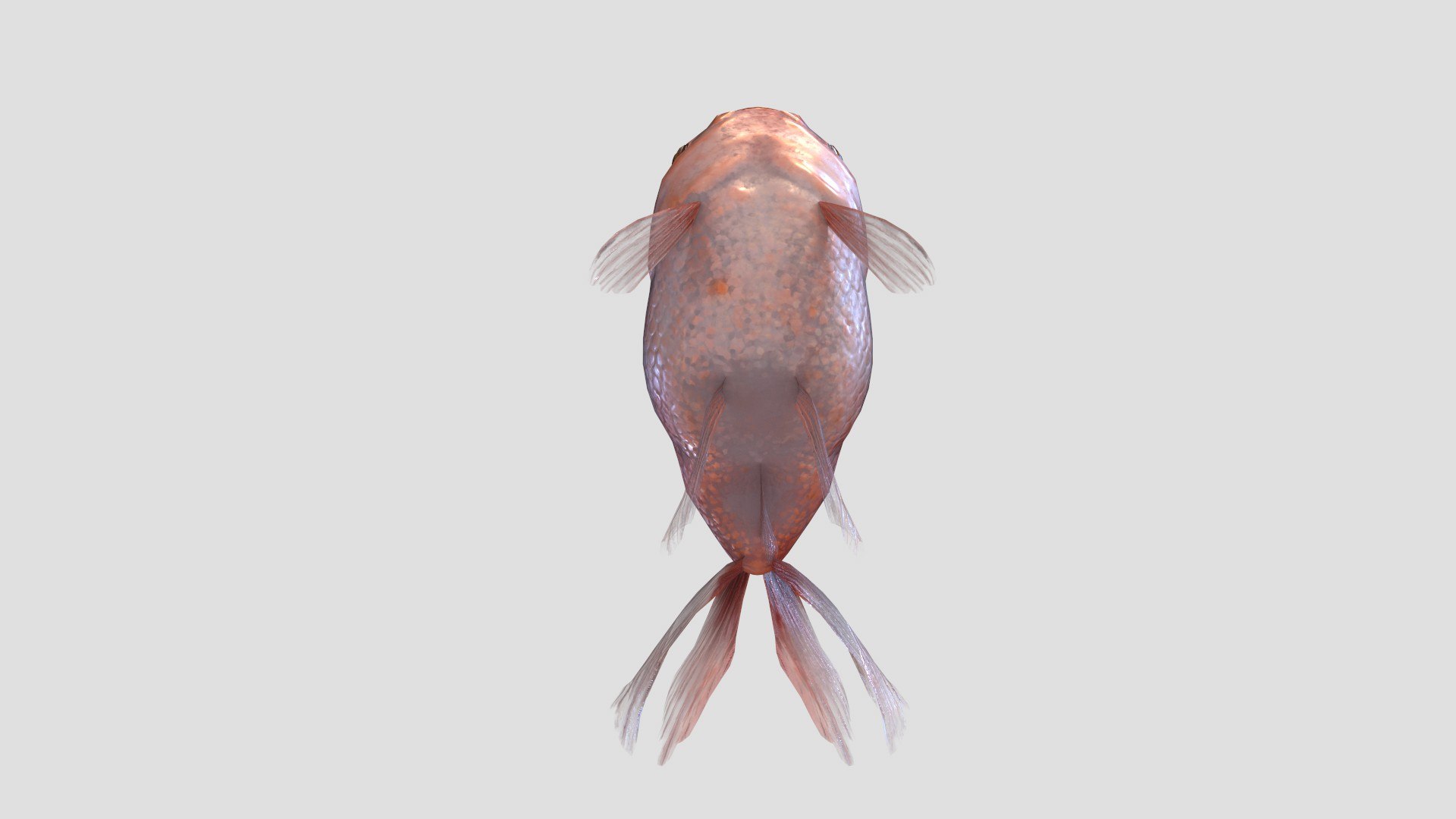 Low Poly Goldfish 3D Model - TurboSquid 2209430