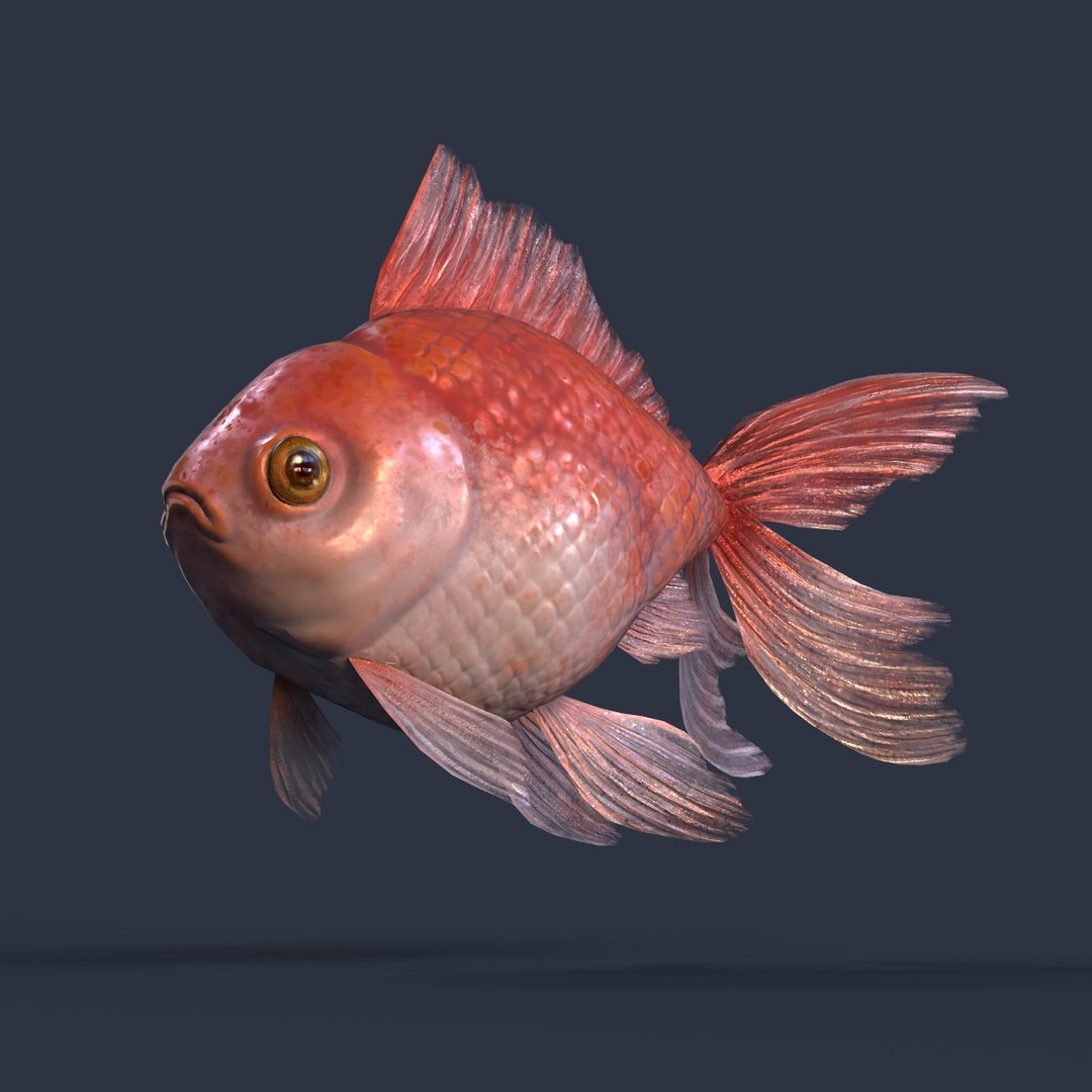 Low Poly Goldfish 3D Model - TurboSquid 2209430