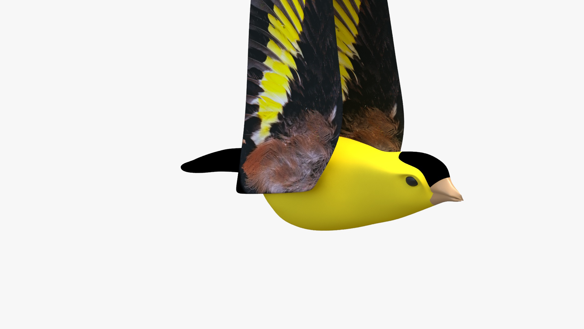 3D model finch birds - TurboSquid 1662573