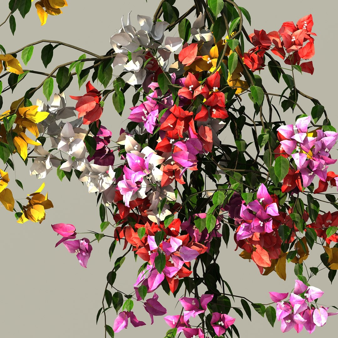 Max Plant Flower