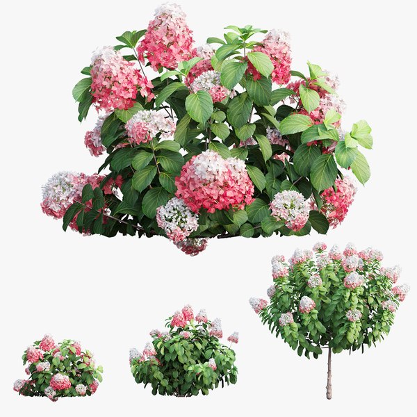 Bush SketchUp Models for Download | TurboSquid