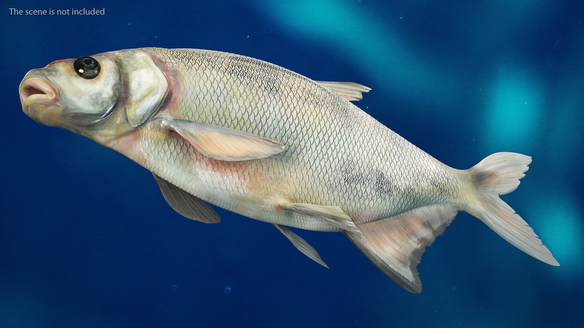 Silver Bream Fish Rigged For Maya 3D Model - TurboSquid 2167353