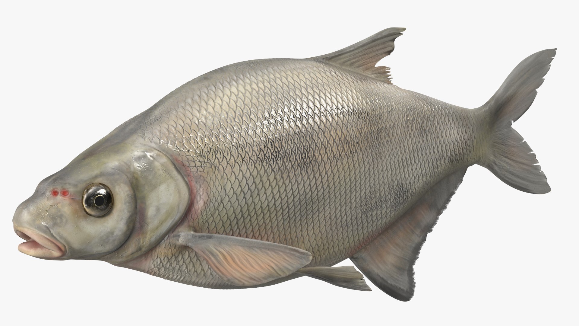 Silver Bream Fish Rigged For Maya 3D Model - TurboSquid 2167353