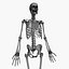 Human Skeleton 3d Model