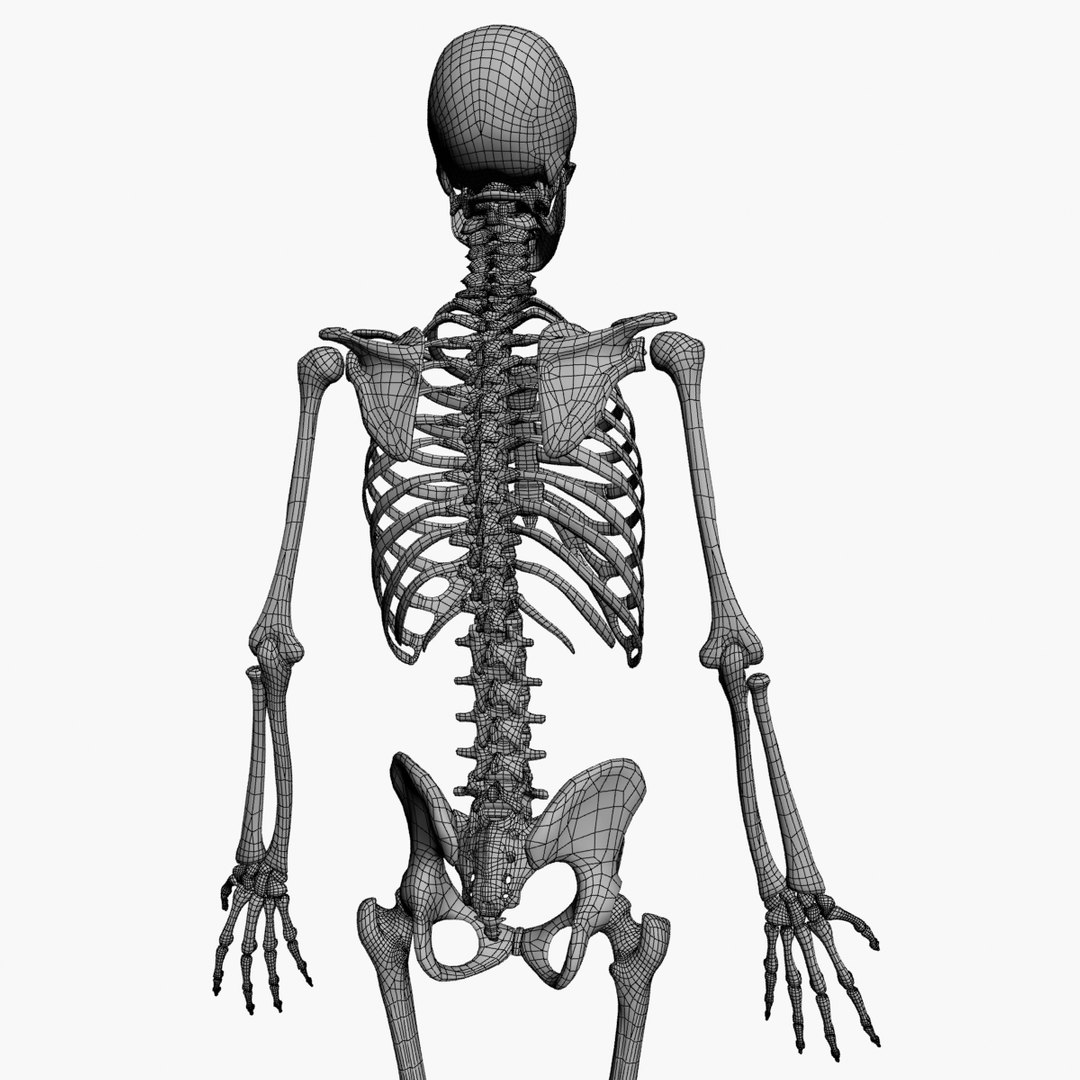 Human Skeleton 3d Model