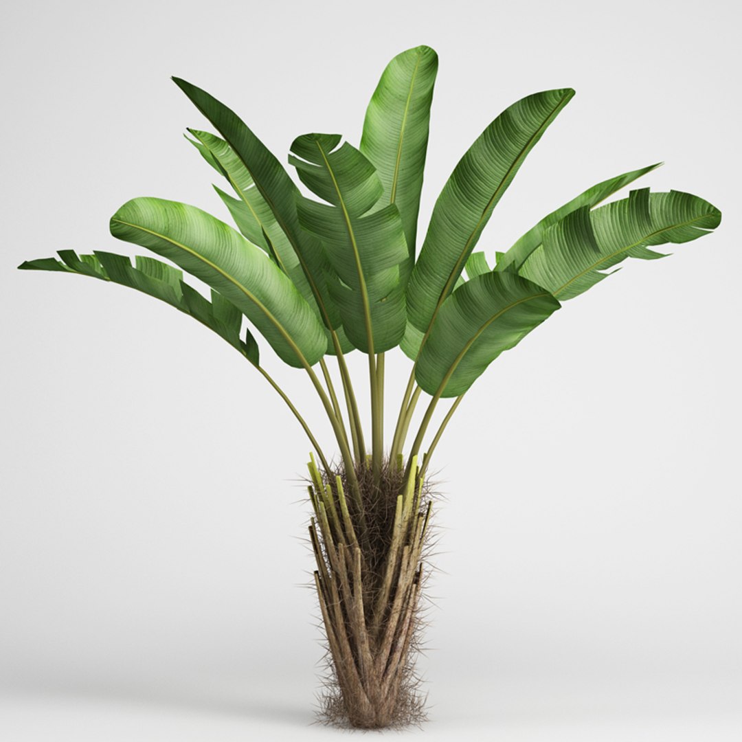 wild banana tree 08 3d model
