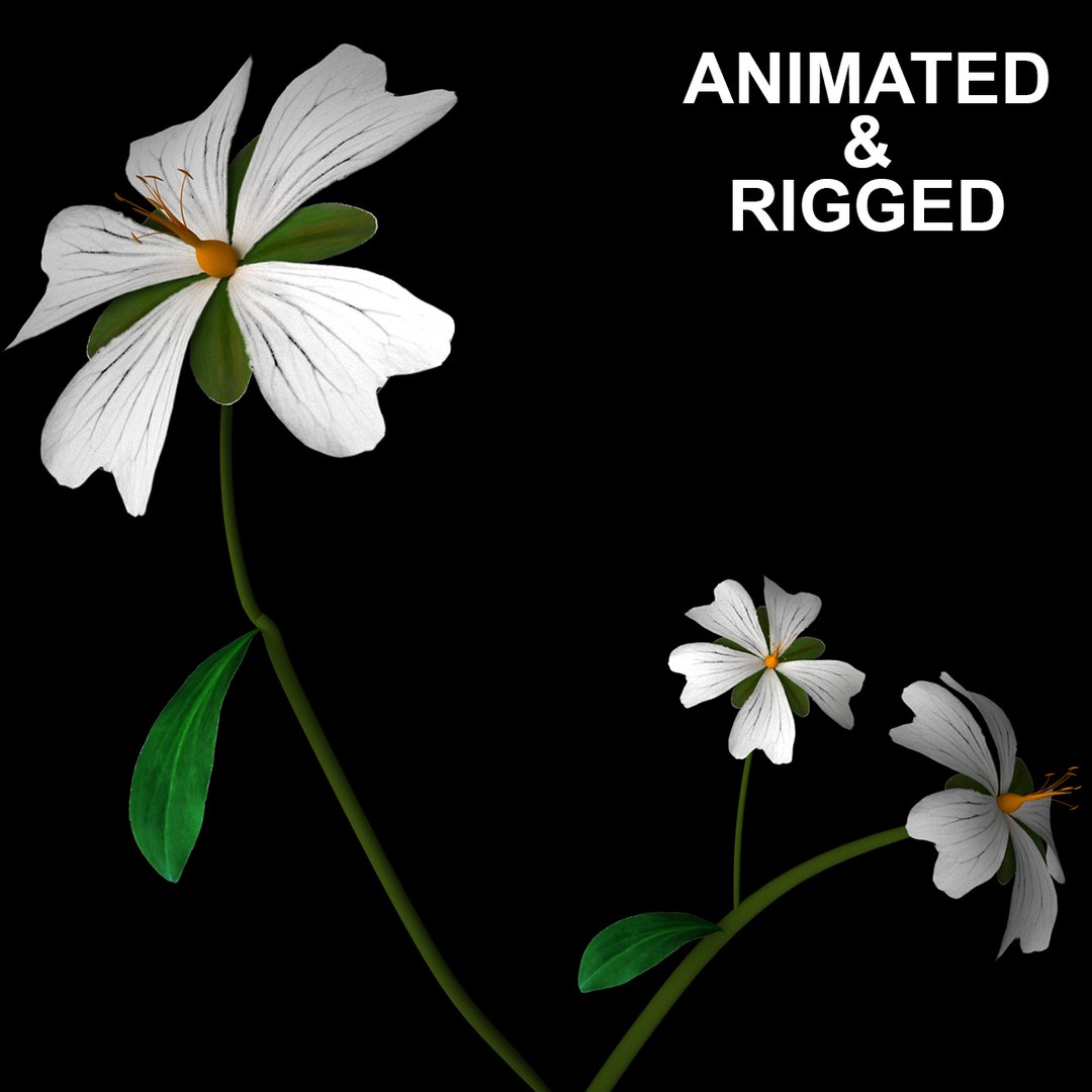 Flowers open animation 3D model - TurboSquid 1589242