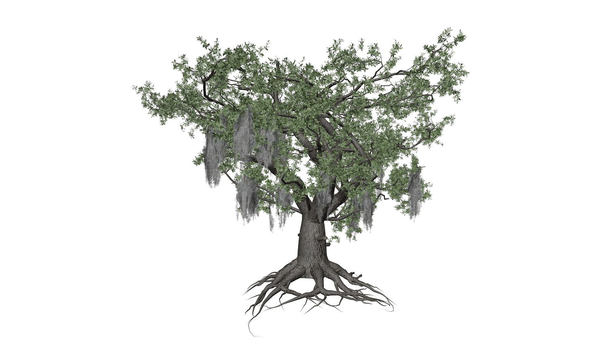 3D Live Oak Tree - 03 - Model - TurboSquid 2376793