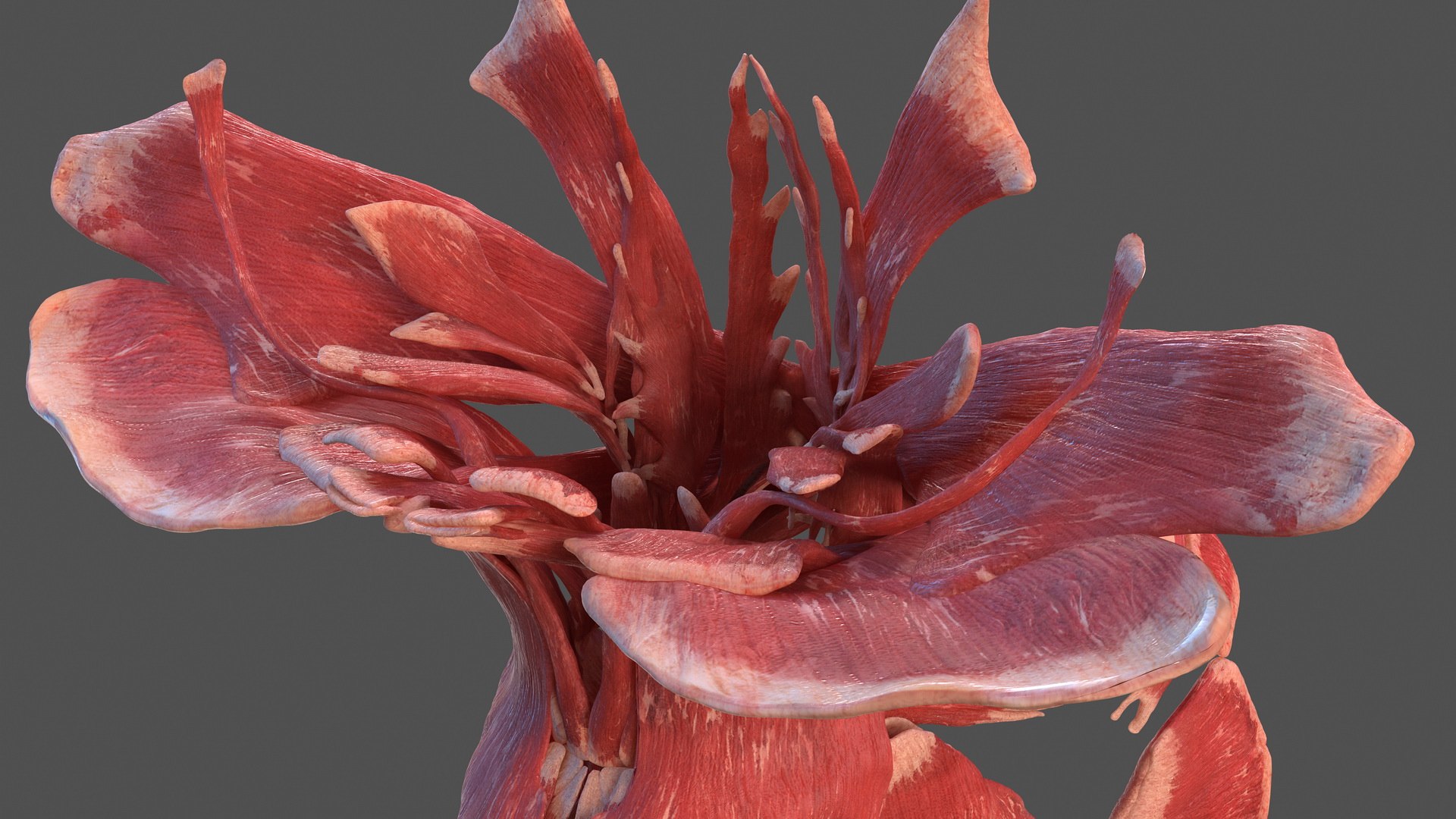 Human Head Muscular Male 3D Model - TurboSquid 1462550