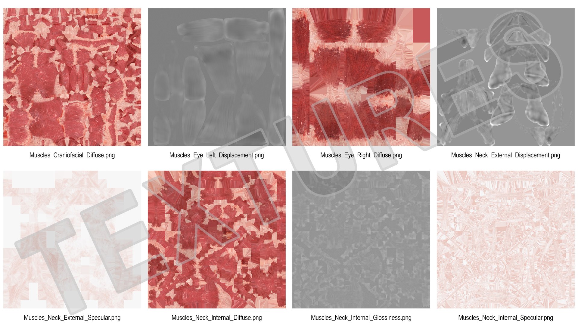 Human head muscular male 3D model - TurboSquid 1462550