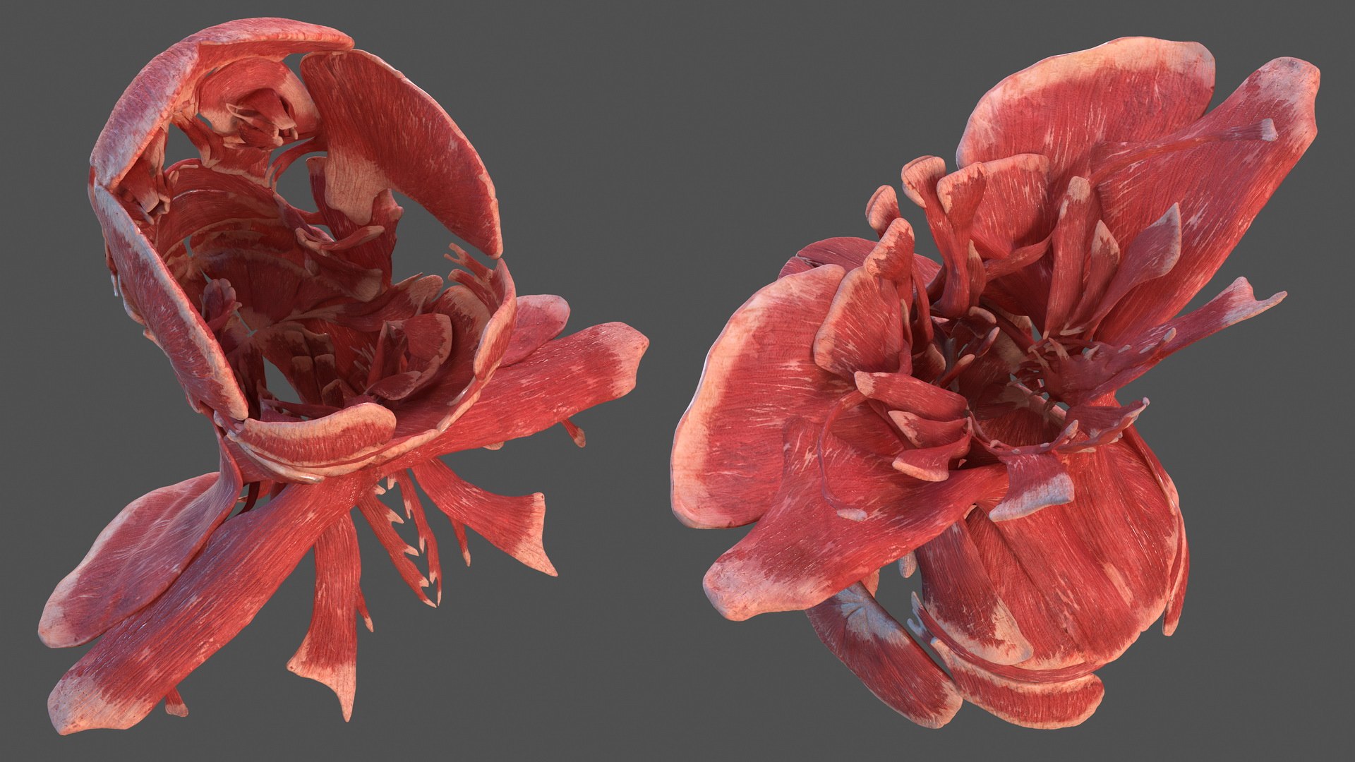 Human Head Muscular Male 3D Model - TurboSquid 1462550