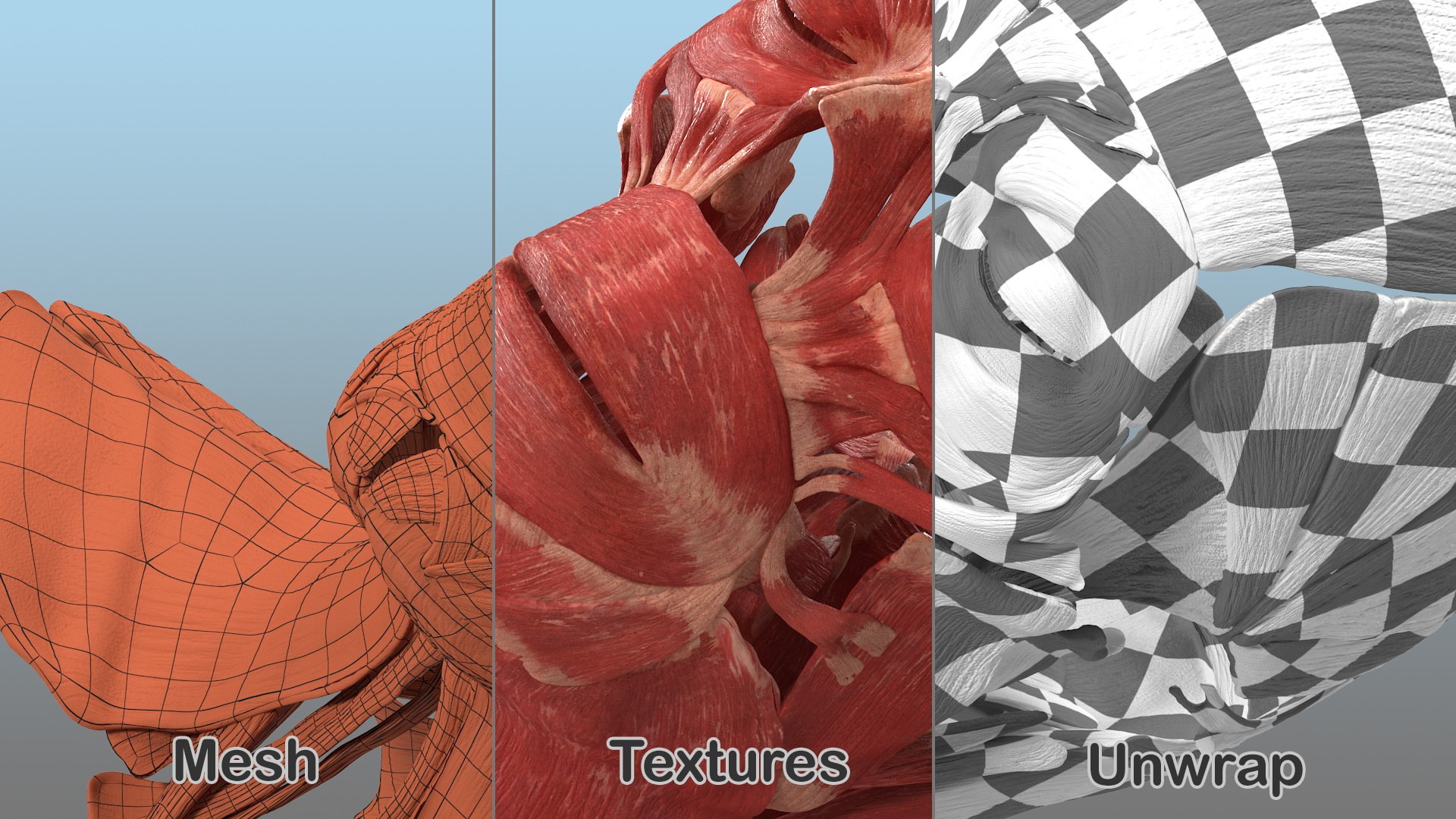 Human Head Muscular Male 3D Model - TurboSquid 1462550