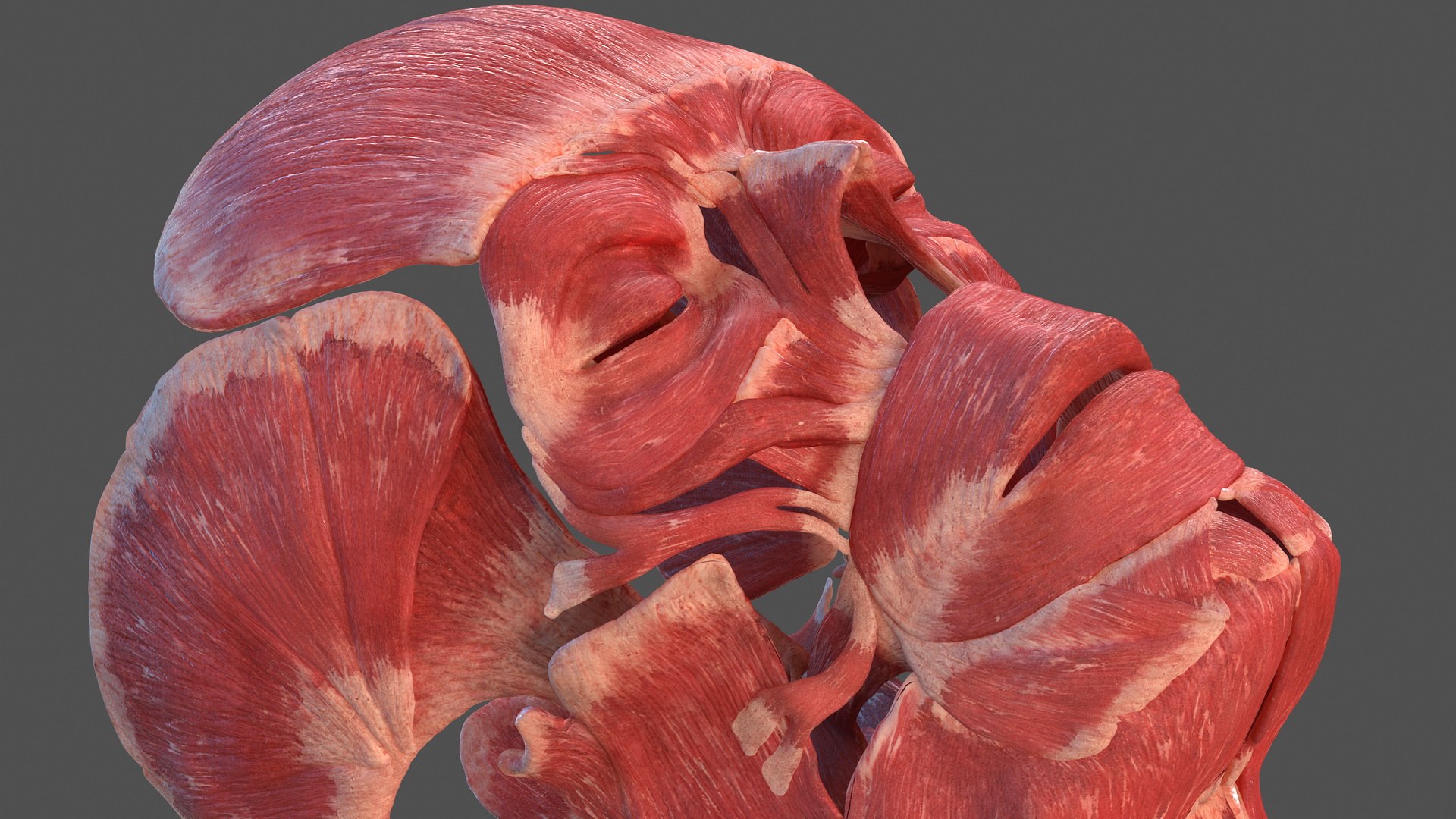 Human Head Muscular Male 3D Model - TurboSquid 1462550