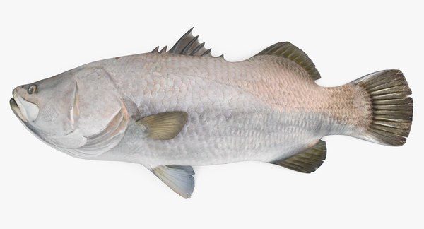 modelo 3d Mentira de peces de lubina asiática - TurboSquid 1350970