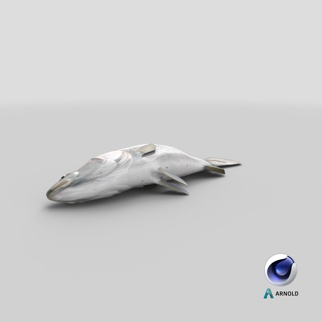 3D Asian Sea Bass Fish - TurboSquid 1350970