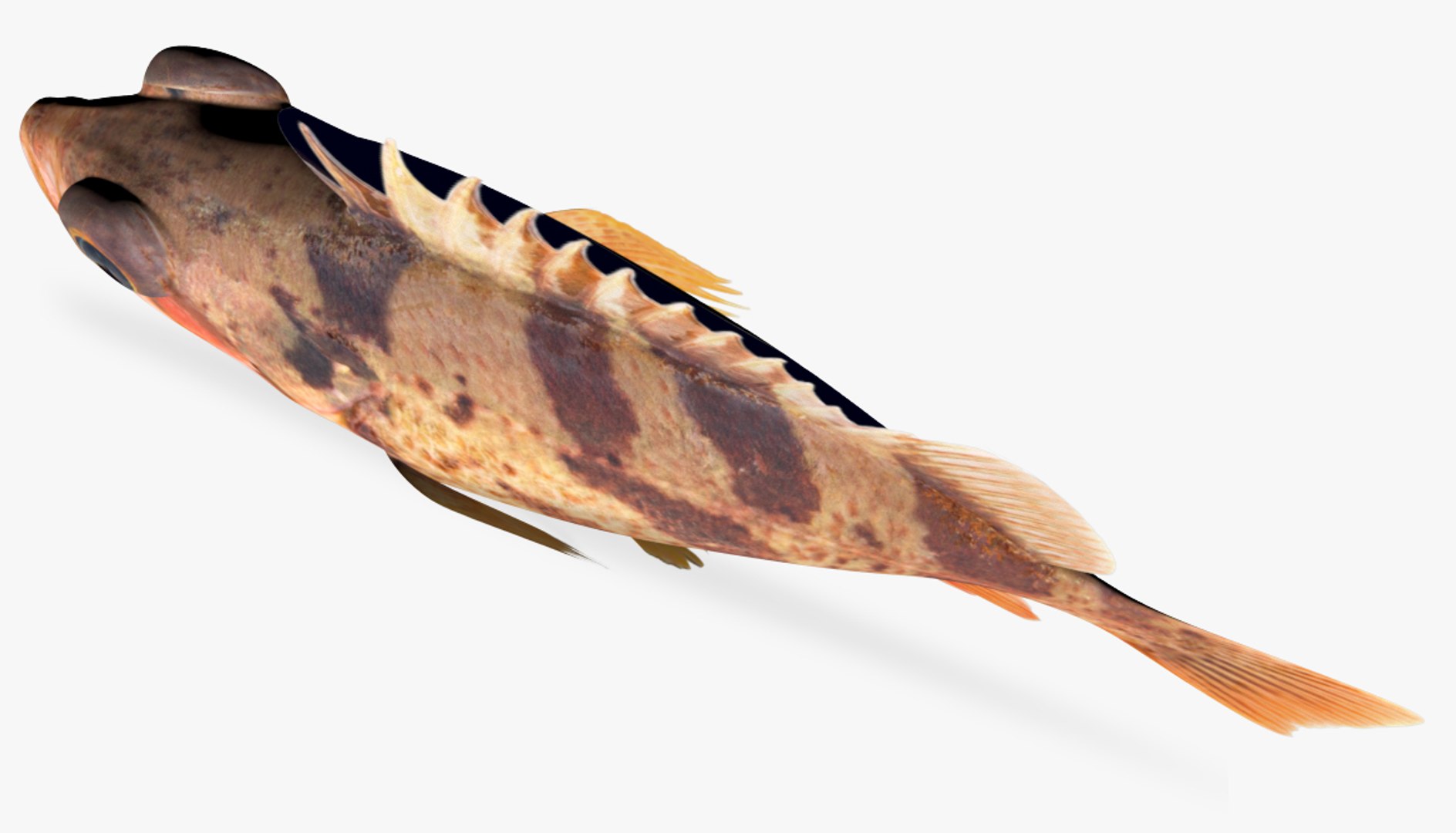 Calico Rockfish 3D Model - TurboSquid 1417731