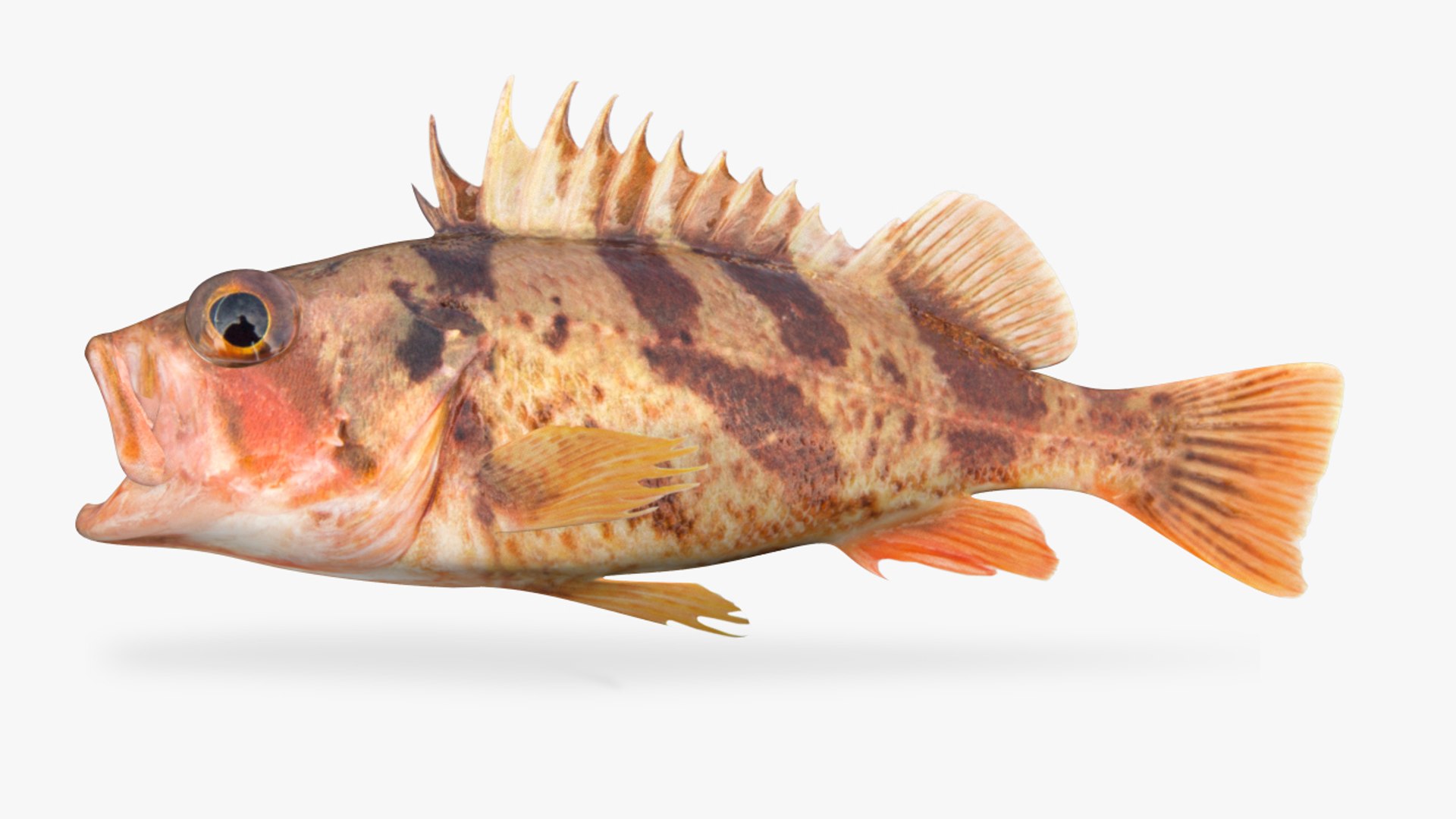 Calico Rockfish 3D Model - TurboSquid 1417731