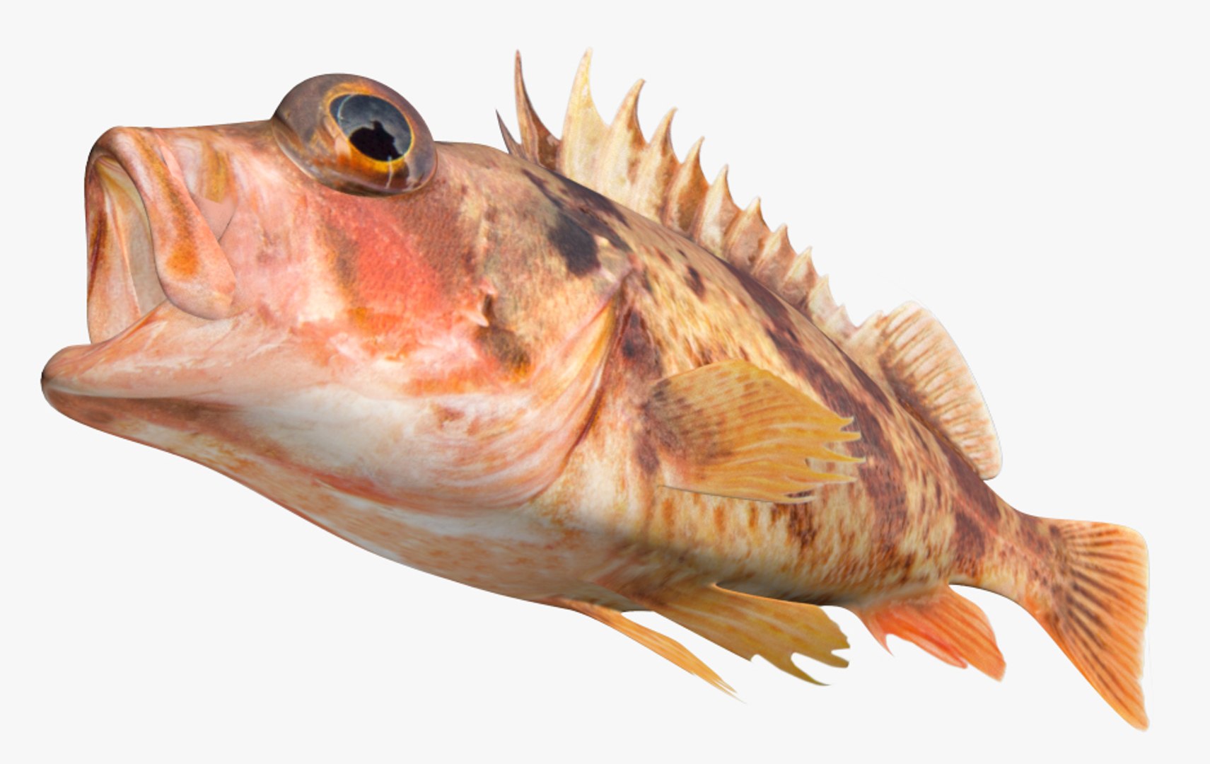 Calico Rockfish 3D Model - TurboSquid 1417731