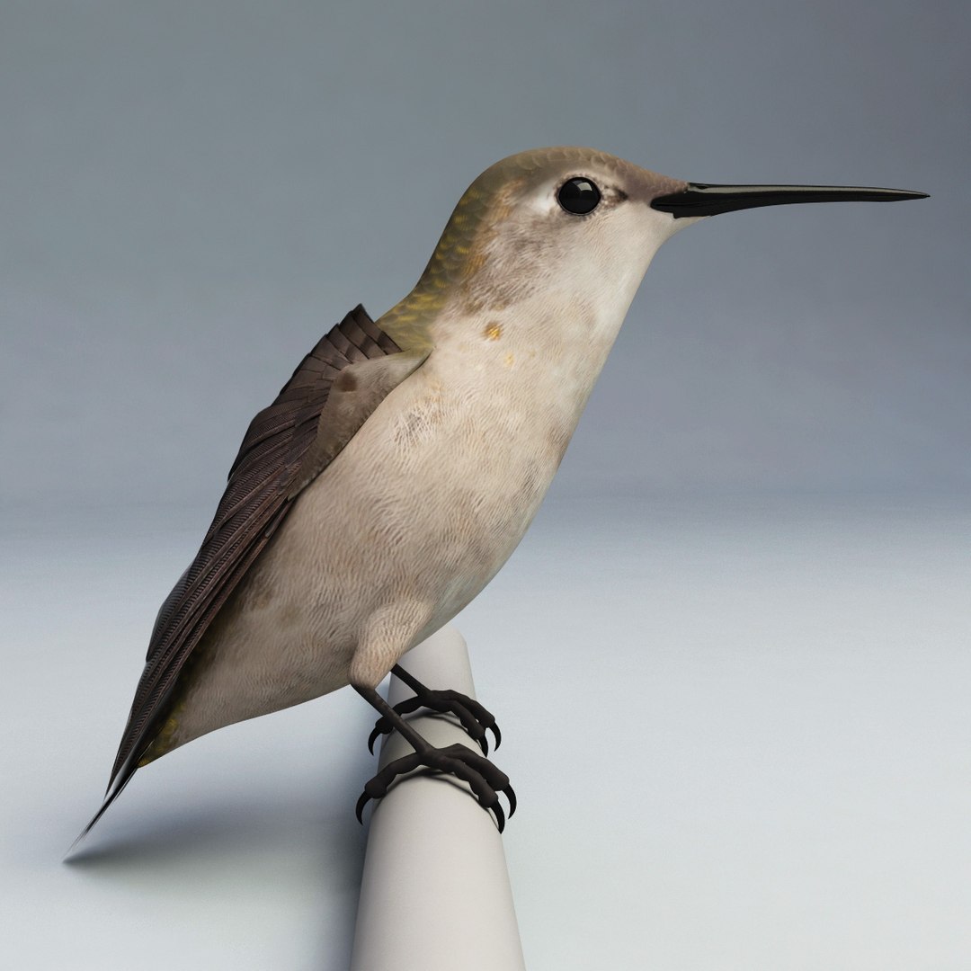 Hummingbird Pose2 Max