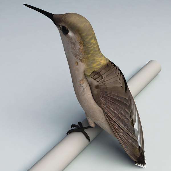 hummingbird pose2 max
