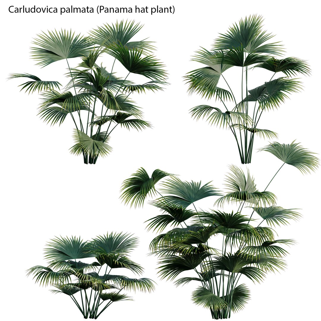 Carludovica Palmata - Panama Hat Plant 3D - TurboSquid 2099529