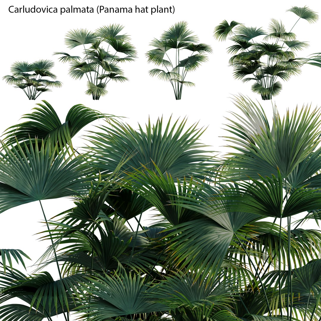 Carludovica Palmata - Panama Hat Plant 3D - TurboSquid 2099529