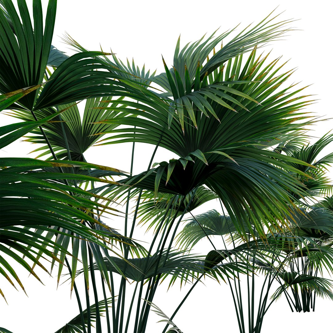Carludovica Palmata - Panama Hat Plant 3D - TurboSquid 2099529