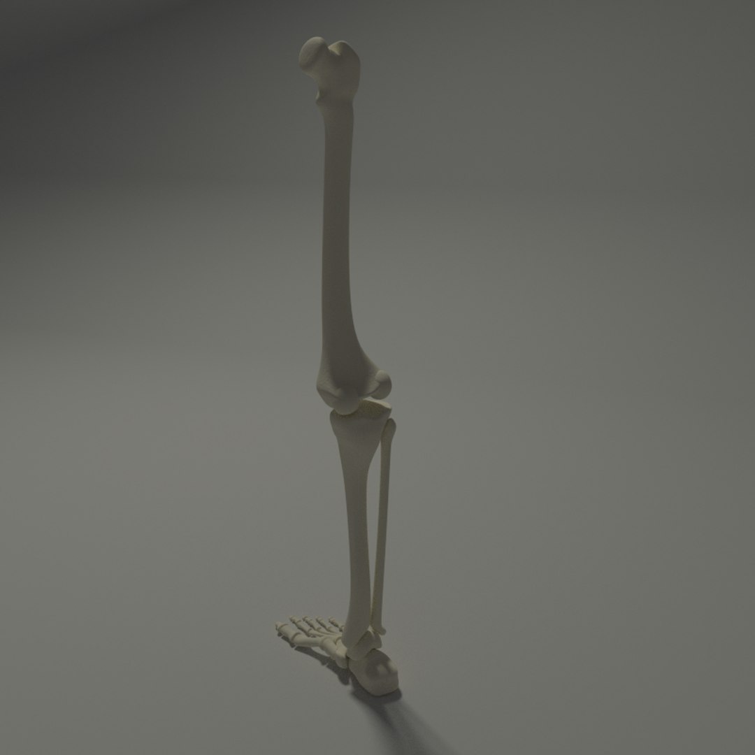 Skeleton Leg Max