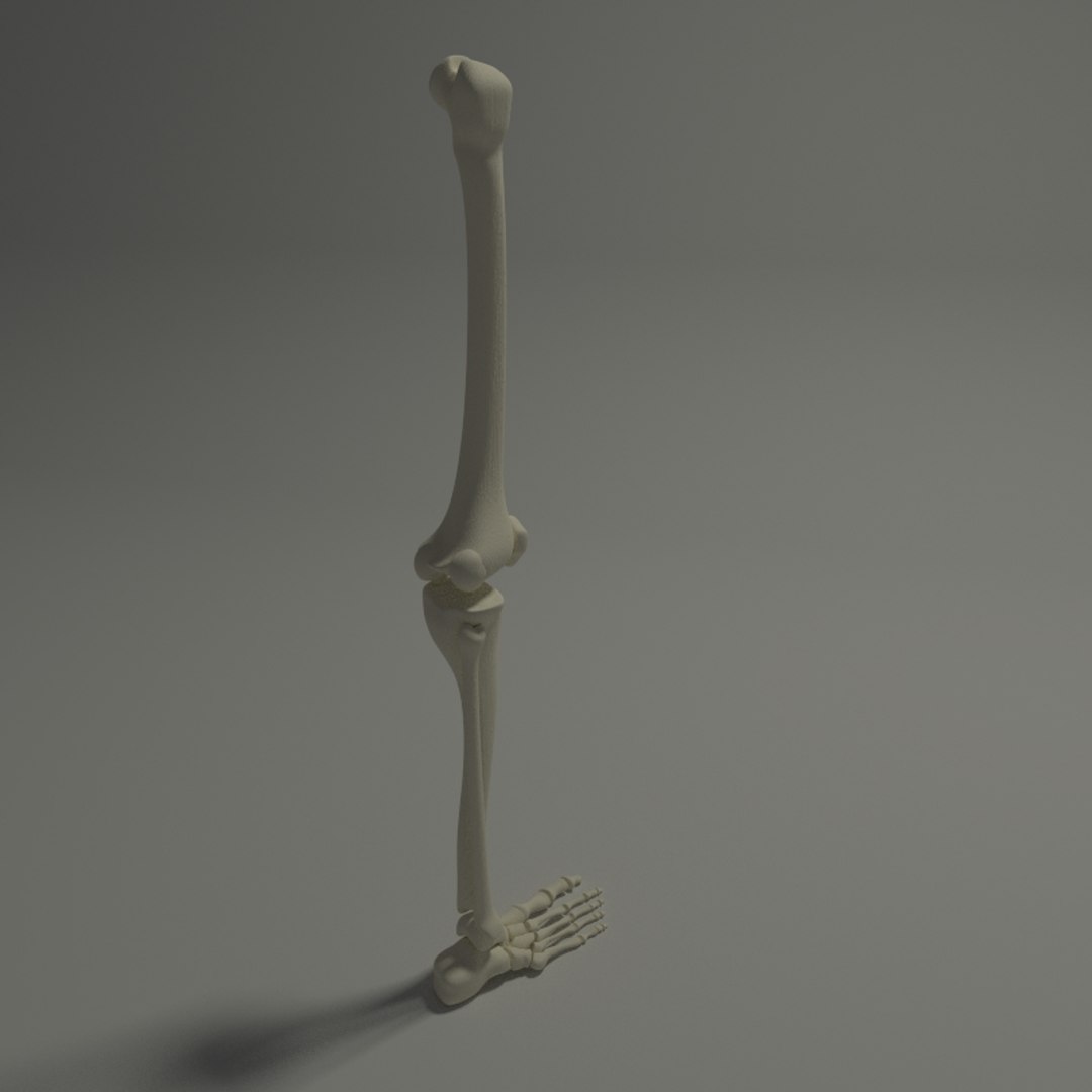 Skeleton Leg Max
