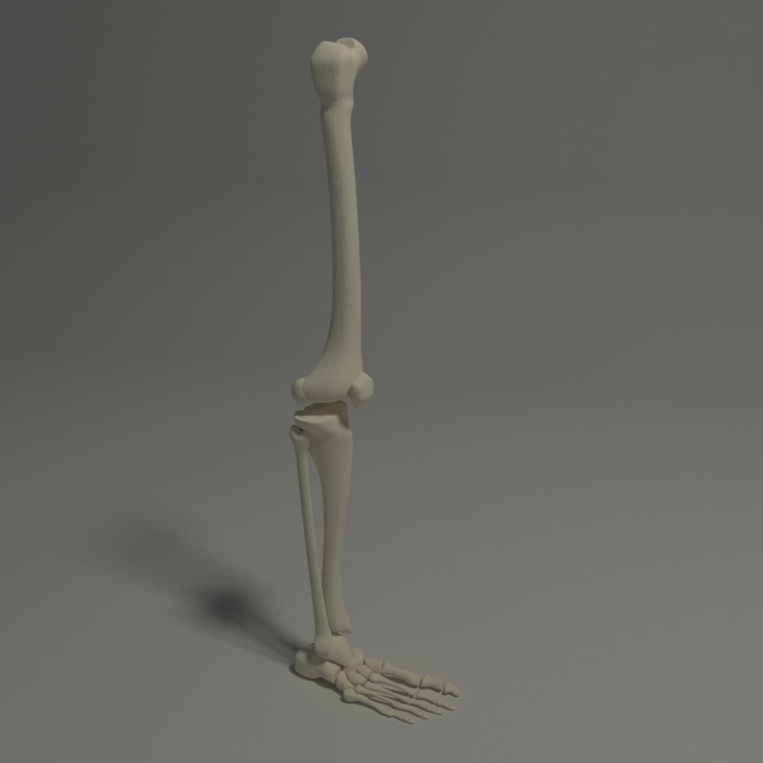 Skeleton Leg Max