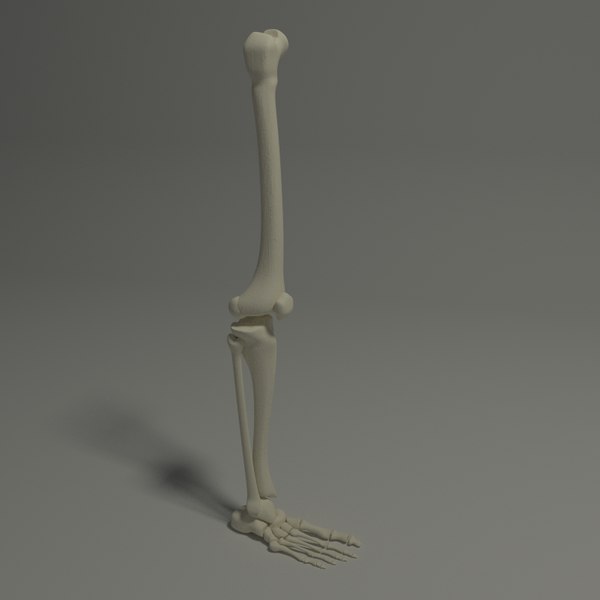 skeleton leg max