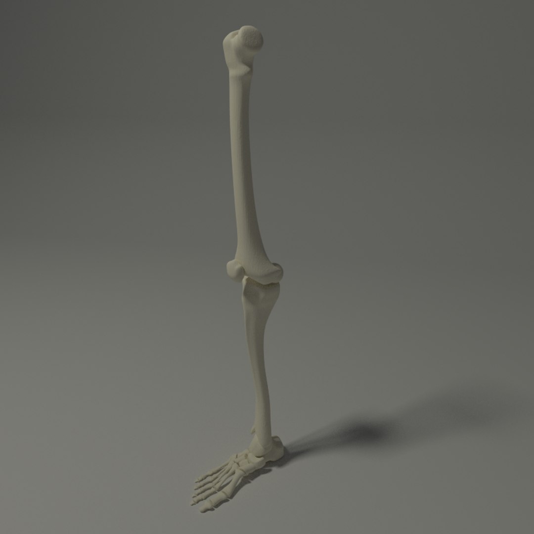 Skeleton Leg Max