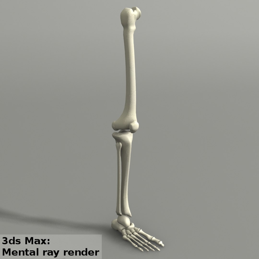 Skeleton Leg Max