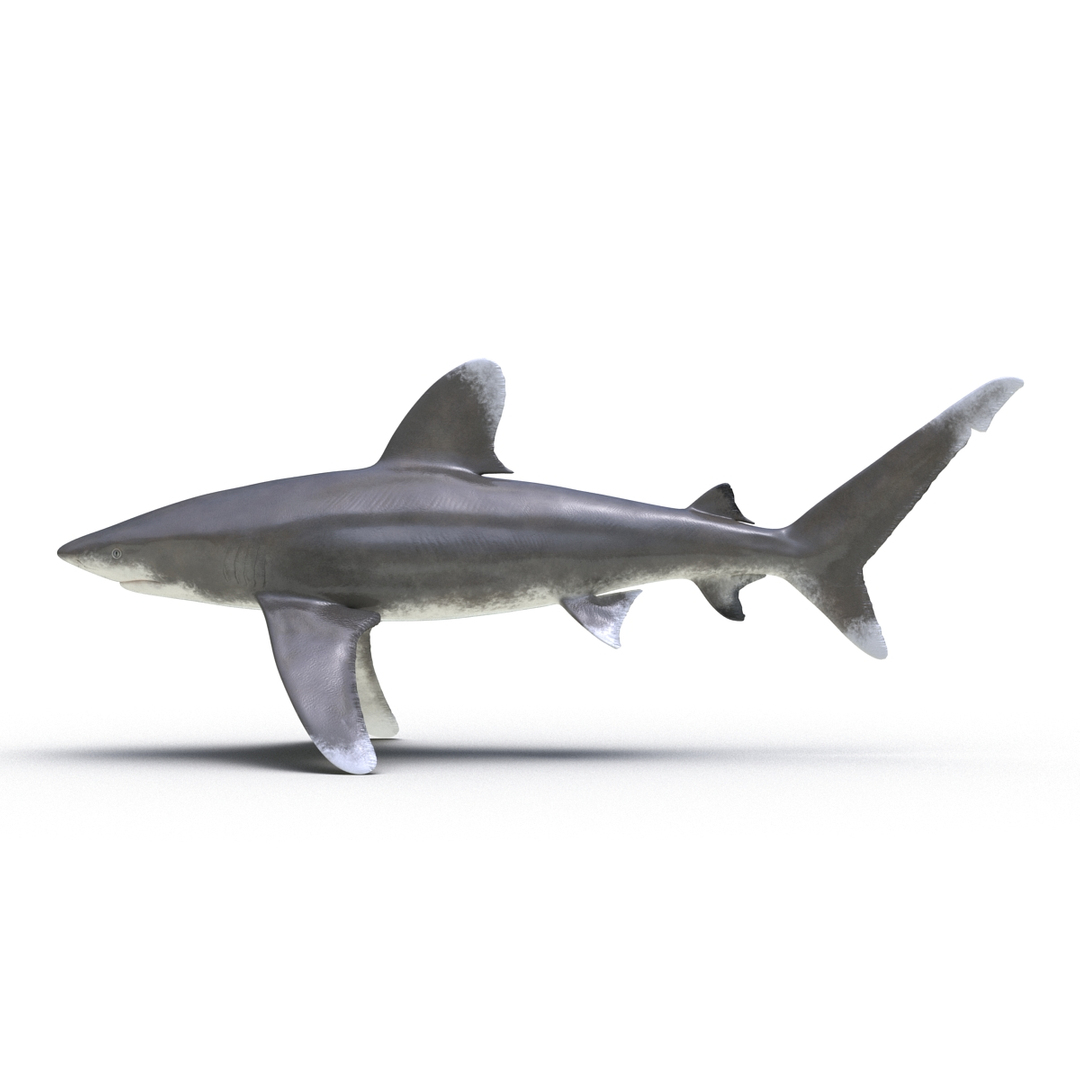 3D sharks rigged 9 model - TurboSquid 1514321