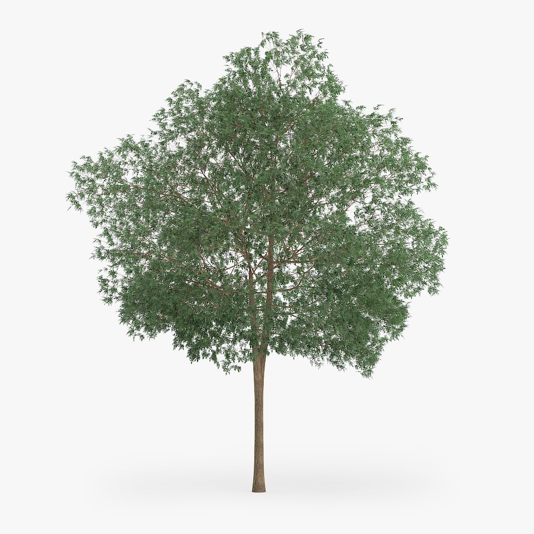 3d model of yellow birch 12 7m