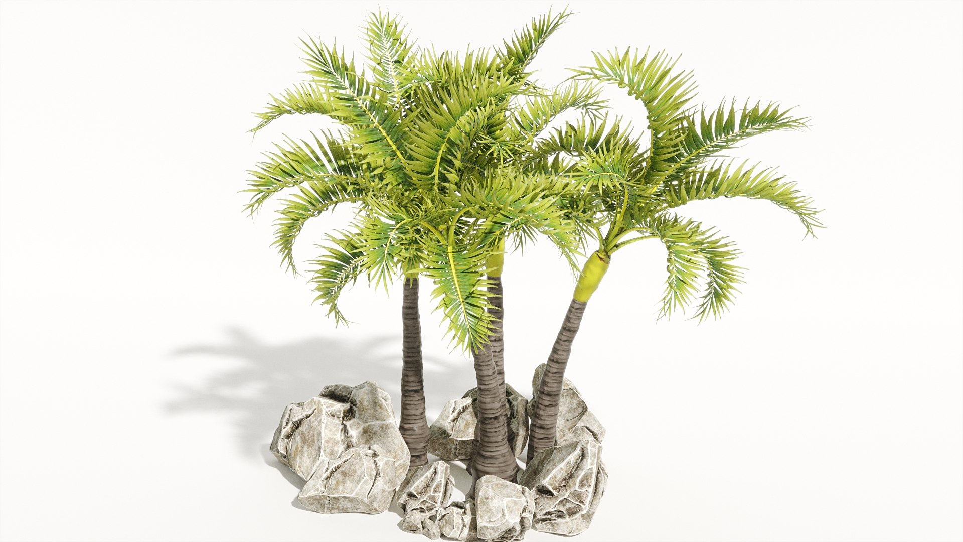 3D Palm Collection - TurboSquid 2221356