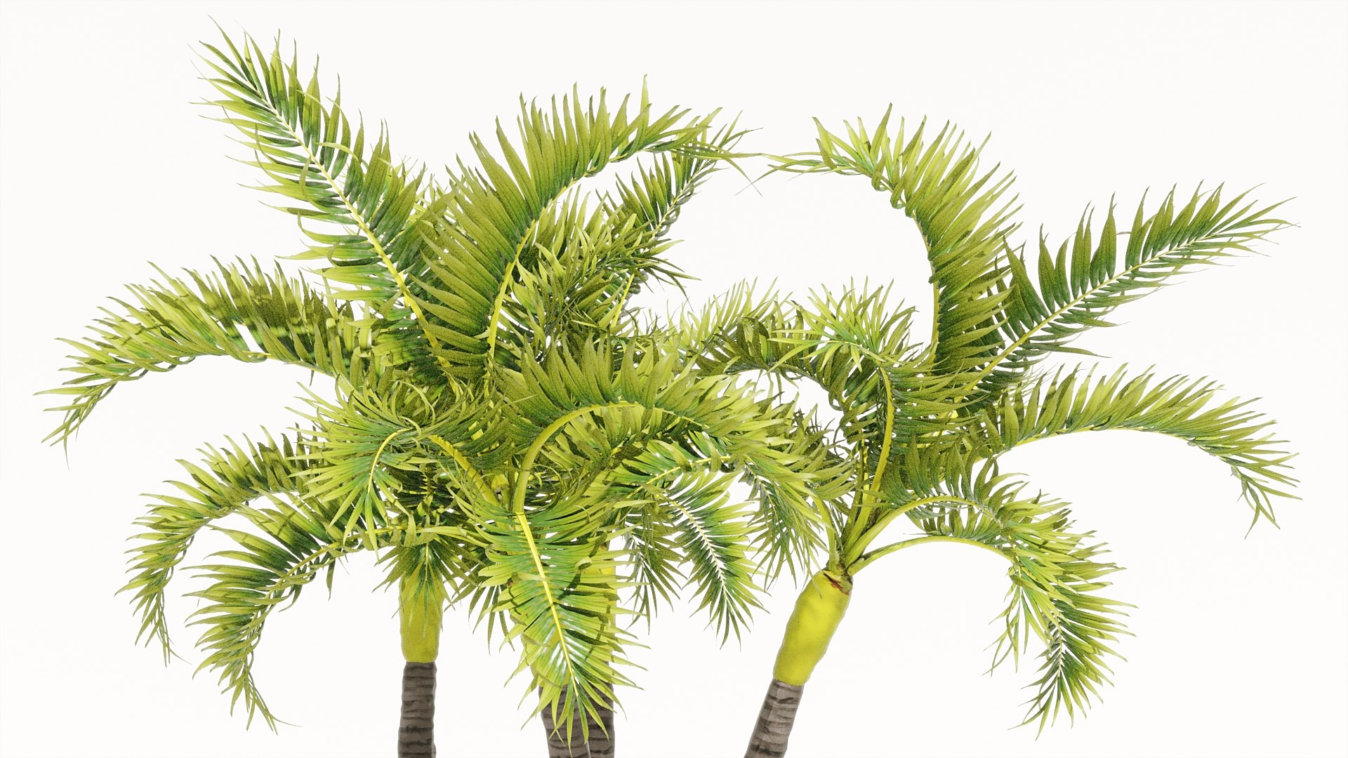 3D Palm Collection - TurboSquid 2221356