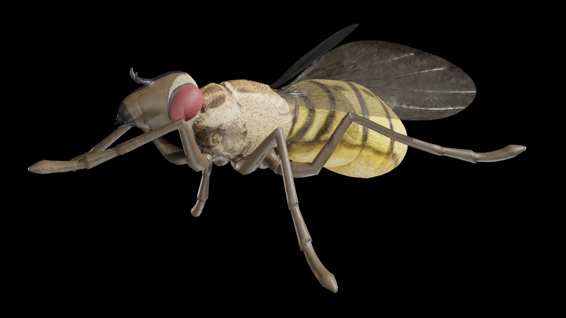 3D House Fly Rigged - TurboSquid 1667406