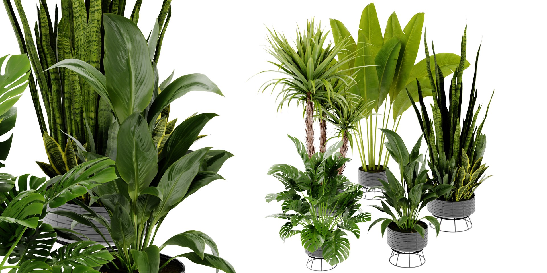 3D Collection Plant Vol 440 - Blender Model - TurboSquid 2097169