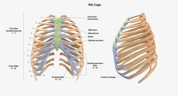 modèle 3D de Vraie cage thoracique humaine colonne vertébrale crâne ...